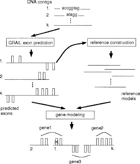 Figure From Reference Based Gene Model Prediction On DNA Contigs Extended Abstract