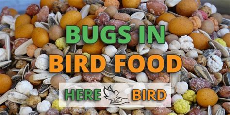 Bugs In Bird Seed How To Get Rid Of And Prevent Infestations