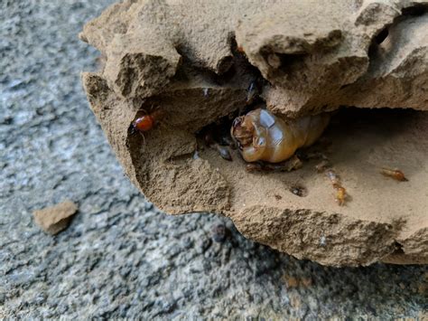 Macrotermes Gilvus Queen General Ants And Myrmecology Forum