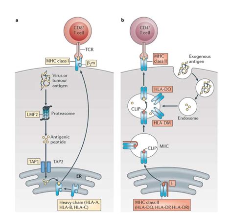 Diagram Of Mhc I Vs Ii Diagram Quizlet
