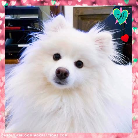 Mini American Eskimo Photography Artofit