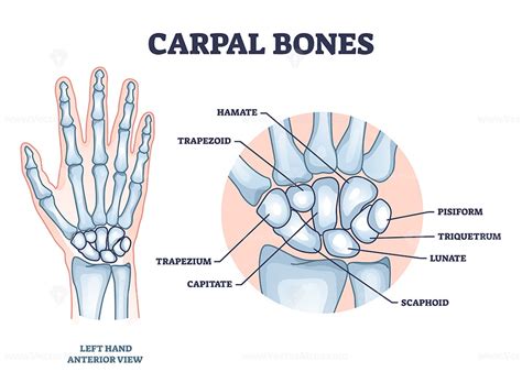 Carpals Bones