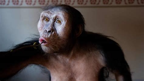 Lucy And Selam Fossils On Display In Prague For First Time