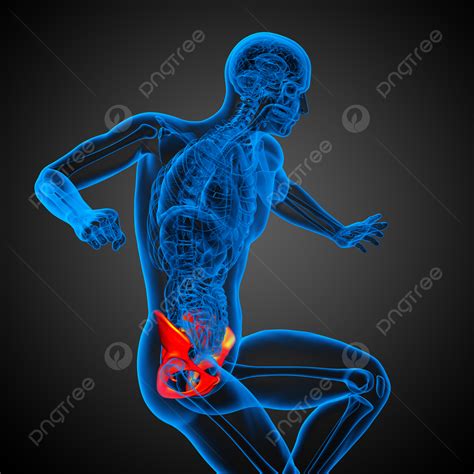 3d Medical Illustration Of The Hip Bone Cartilage Articular Anatomy
