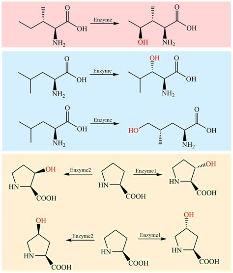 Amino Acids Hydroxylation Service Boc Sciences