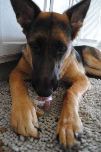 Puppy Popsicles Gsd Puppies Puppy Popsicles Puppies