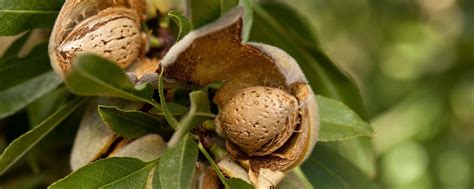 Tropics Seeds Семена экзотических растений Семена редких растений
