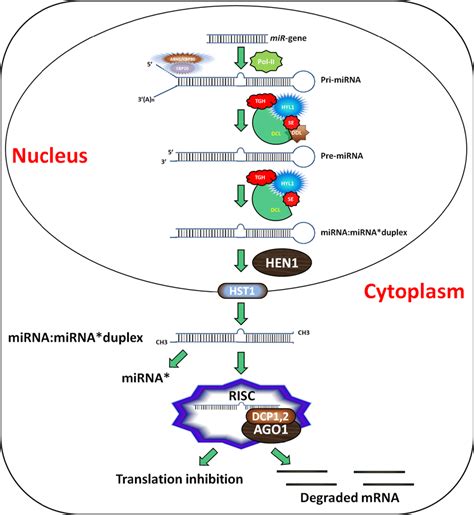 Biogenesis Of Mirnas In Plants The Simplified Model Diagram Depicts