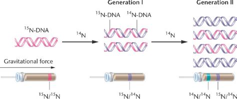 Filemeselson Stahl Experiment Diagram Ensvg Wikipedia