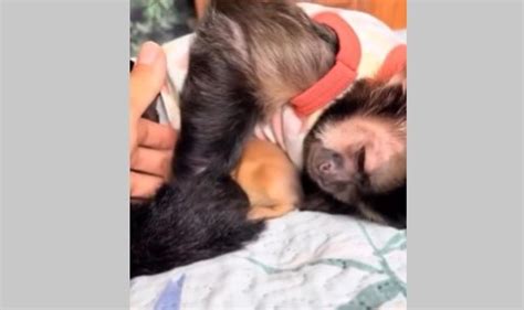 Vídeo Famosa Na Web Macaca Olívia Pega Filhotes De Coelho Para Dar Carinho E Encanta Tutora