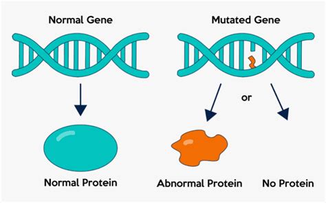 Gene Mutation