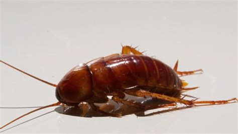 Cut Cockroach Head Stock Footage Royalty Free Video Clips Storyblocks