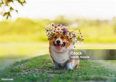 야생화 새장에 있는 귀여운 코기 개가 여름 햇볕이 잘 드는 초원에 앉아 있습니다 개에 대한 스톡 사진 및 기타 이미지 개 꽃 식물 머리 Istock
