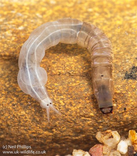 Crane Fly Larvae