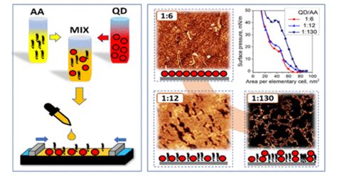 Morphology Of Mixed Langmuir And Langmuirschaefer Monolayers With Covered Cdsecdszns Quantum