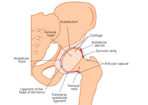 Hip Anatomy Archives Jervis Yau Md Orthopedic Surgeon And Sports Medicine Specialist Santa