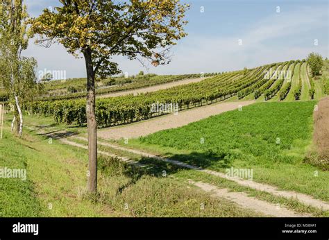 Austrian Wine Enthusiasts Know The Weinviertel But Nowadays The