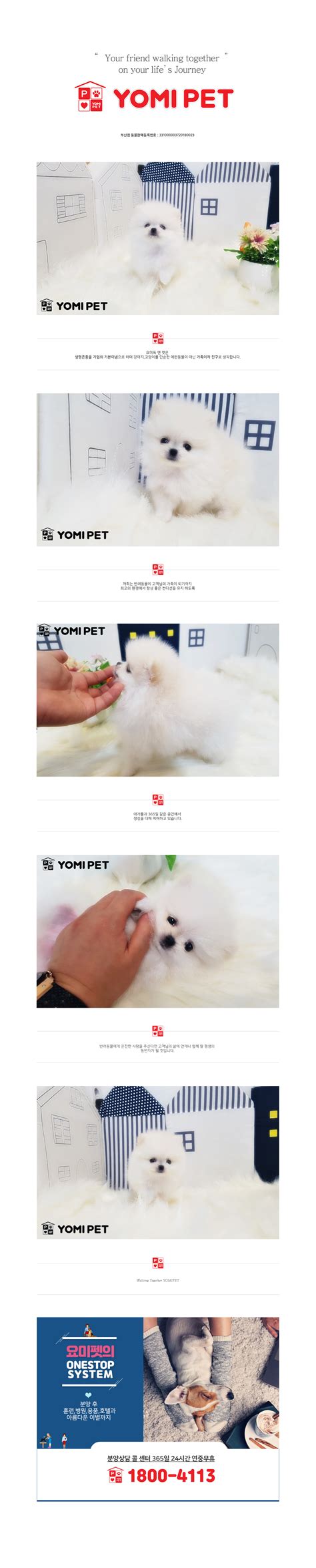 포메라니안 쏠라 부산강아지분양포메라니안분양포메라니안