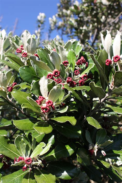 Pittosporum Crassifolium