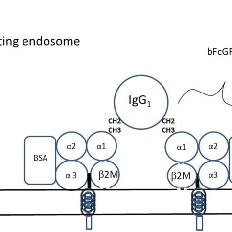 Comparison Of Human And Bovine Igg1 And Igg2 Hinge Sequences Download Scientific Diagram