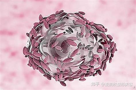 阴道上皮细胞的保护作用（大量图解） 知乎