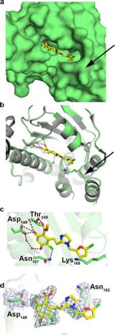 Crystal Structure Of 48 Bound To Grp94 A Surface Representation Of