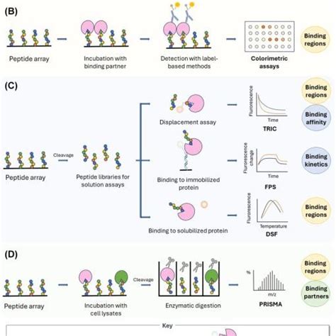Peptide Libraries From Epitope Mapping To In Depth