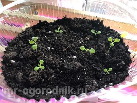 Почему плохо растут петунии Что делать подкормки и другие рекомендации