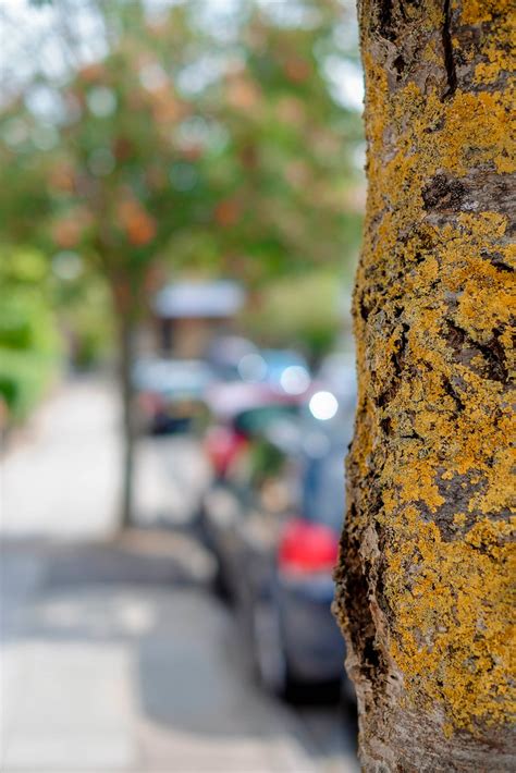 Dscf4441 Carldaniel Flickr