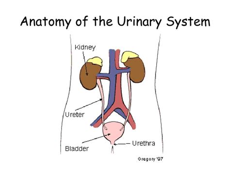 Ppt Urinary System Powerpoint Presentation Free Download Id 564837