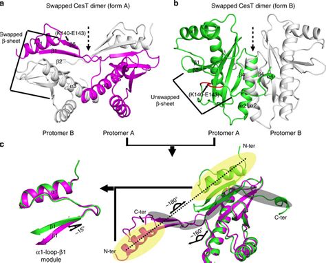Two Distinct Domain Swapped Dimeric Architectures Of Cest A The Form A