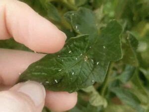 23 Tomato Pests How To Identify Treat And Prevent Them Backyard