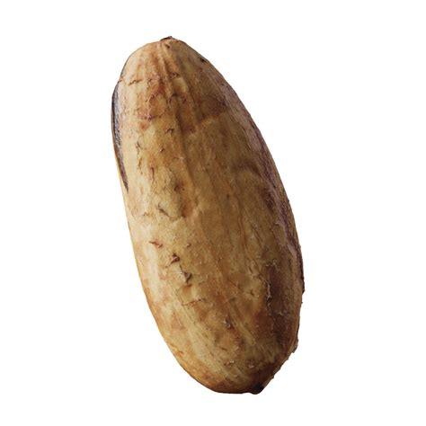 Cocoa Bean 01 Veedpo