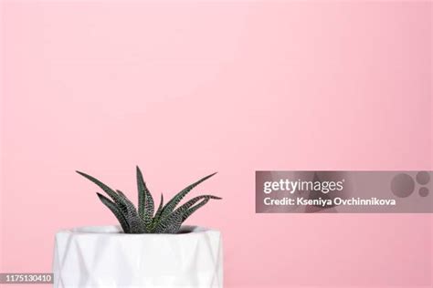 Grass Desk Plant Photos And Premium High Res Pictures Getty Images