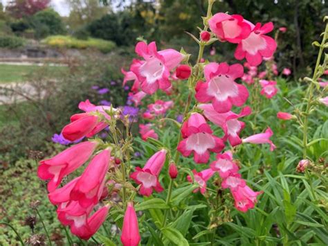 Its Still Poppin September 27th Plants Living Collections Hfandg