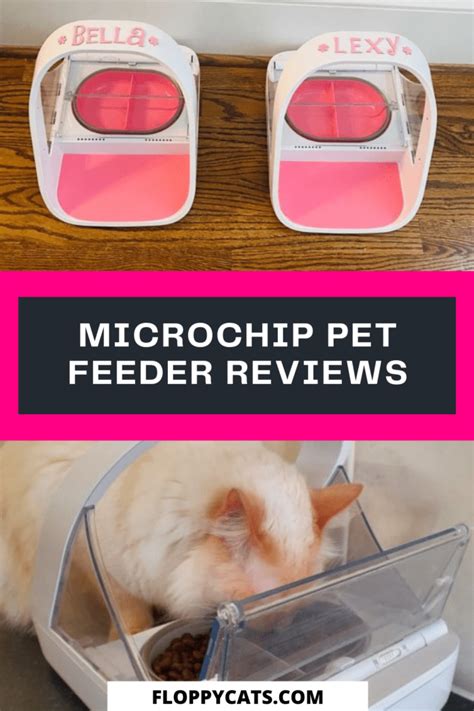 Microchip Cat Feeder By Surefeed Real Cat Owner Reviews