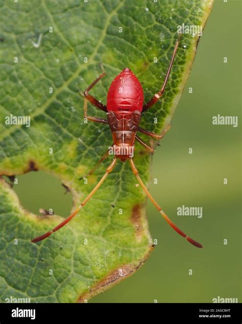 Megacoelum Infusum Mirid Bug Nymph Crawling Along Oak Leaf Tipperary