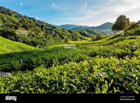 View From The Sky Of The Tea Fields In The Cameron Highlands Of