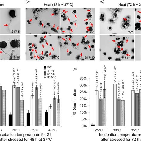 Atgrxs17‐expressing Maize Pollen Is Less Sensitive To Heat Stress Than