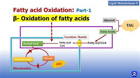 Beta Oxidation