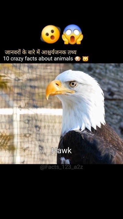 10 Crazy Facts About Animals 🐶 Mindblowing Animals Fact Crazyfacts