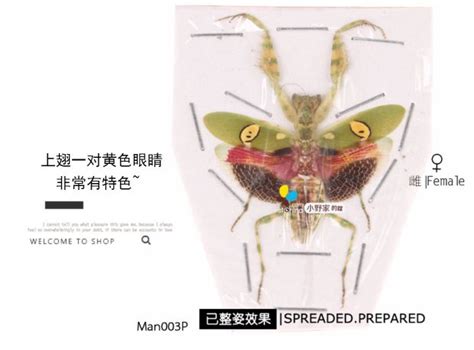 眼斑螳螂标本如何做 怎么制作螳螂标本 标本造景螳螂 大山谷图库