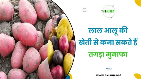 लाल आलू की खेती से कमा सकते हैं तगड़ा मुनाफा Ekisan