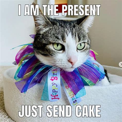 Best Cat Memes Birthday