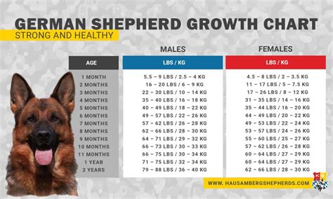 German Shepherd Growth Chart Haus Amberg Shepherds