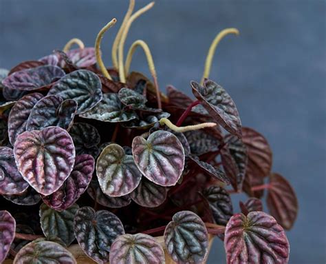 17 Varieties Of Peperomia Plants For You To Thrive Thegardengranny