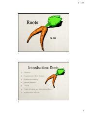 Root Systems Functions Organization Morphology Structure Course Hero