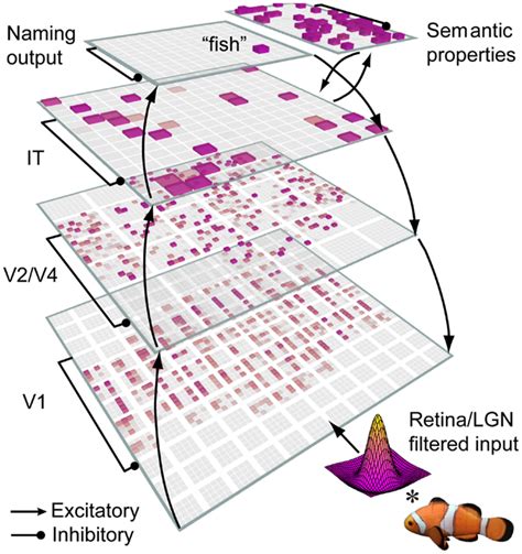 Working Memory And Object Permanence