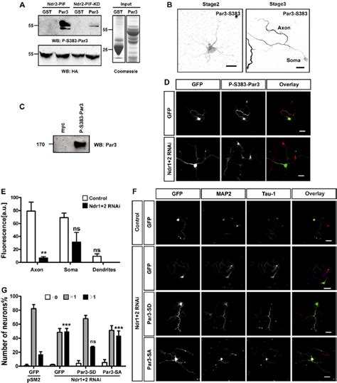 Ndr Kinases Phosphorylate Par3 At Ser383 A Bacterially Expressed Gst