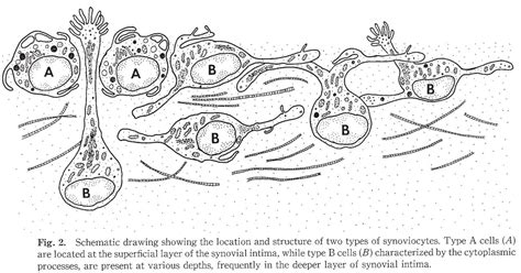 Synovium Synovial Fluid Basic Science Orthobullets